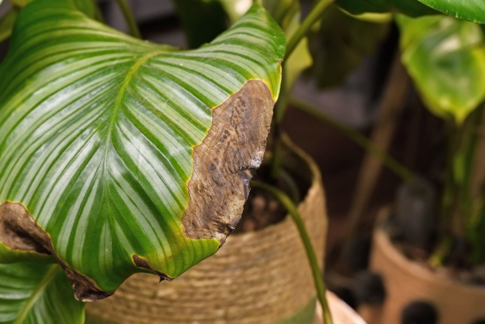6 signs of over-fertilized houseplants you're mis-reading | Livingetc