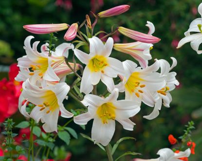 Types of lilies: 16 gorgeous varieties to choose from | Gardeningetc