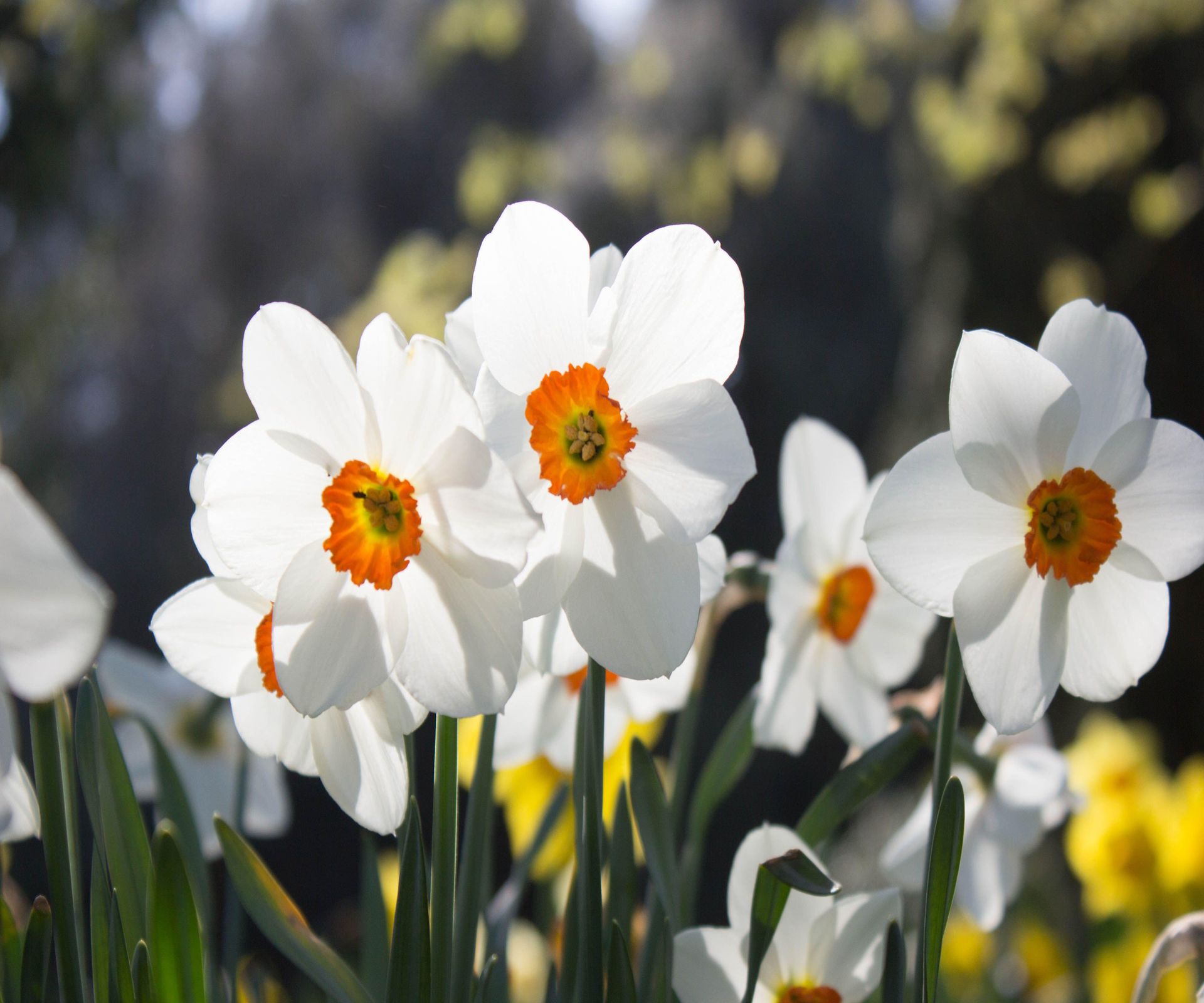 Narcissus for every yard: Different flower types explained | Homes and ...