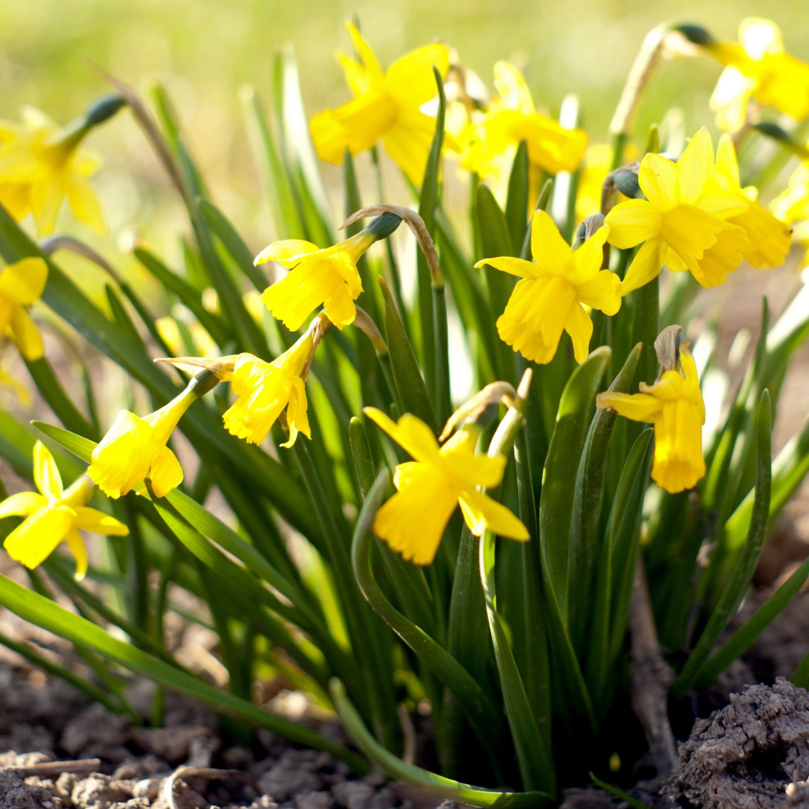 How to plant daffodils in clumps - a step-by-step guide | Ideal Home