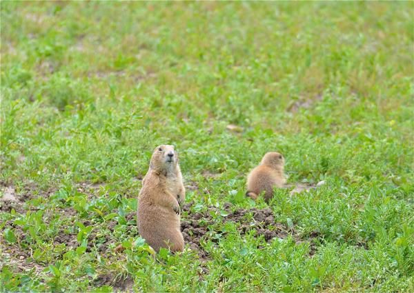 Photos: Prairie Dog Images | US Wildlife, American Prairies | Live Science
