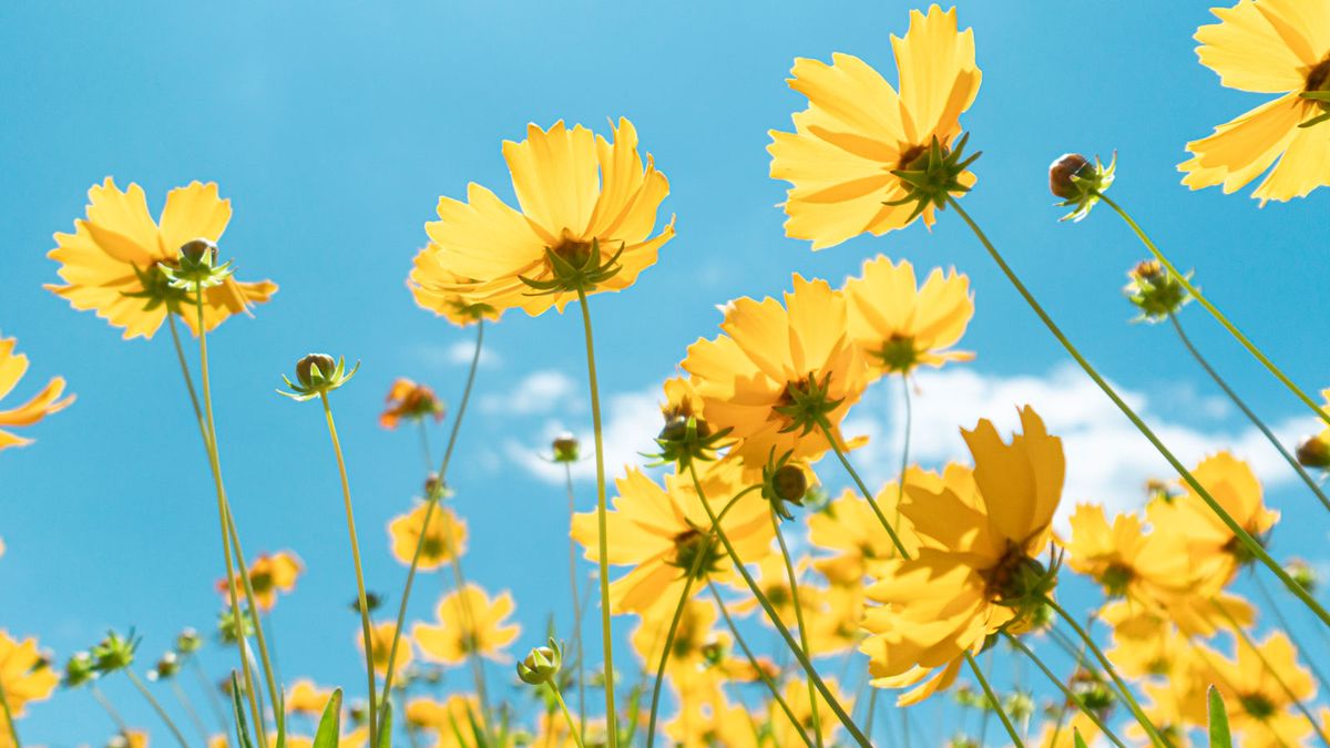 9 Unique Yellow Flowers For A Garden Filled With Gold | Gardening Know How