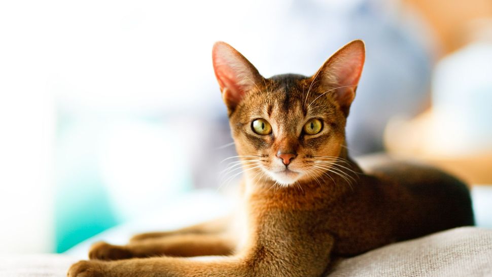 32 easiest cat breeds to train | PetsRadar