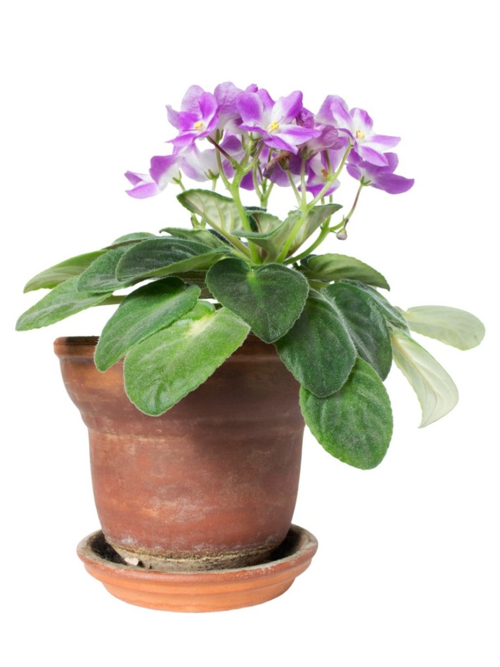 How To Plant Violets In Pots - Learn About Container Care For Violets ...