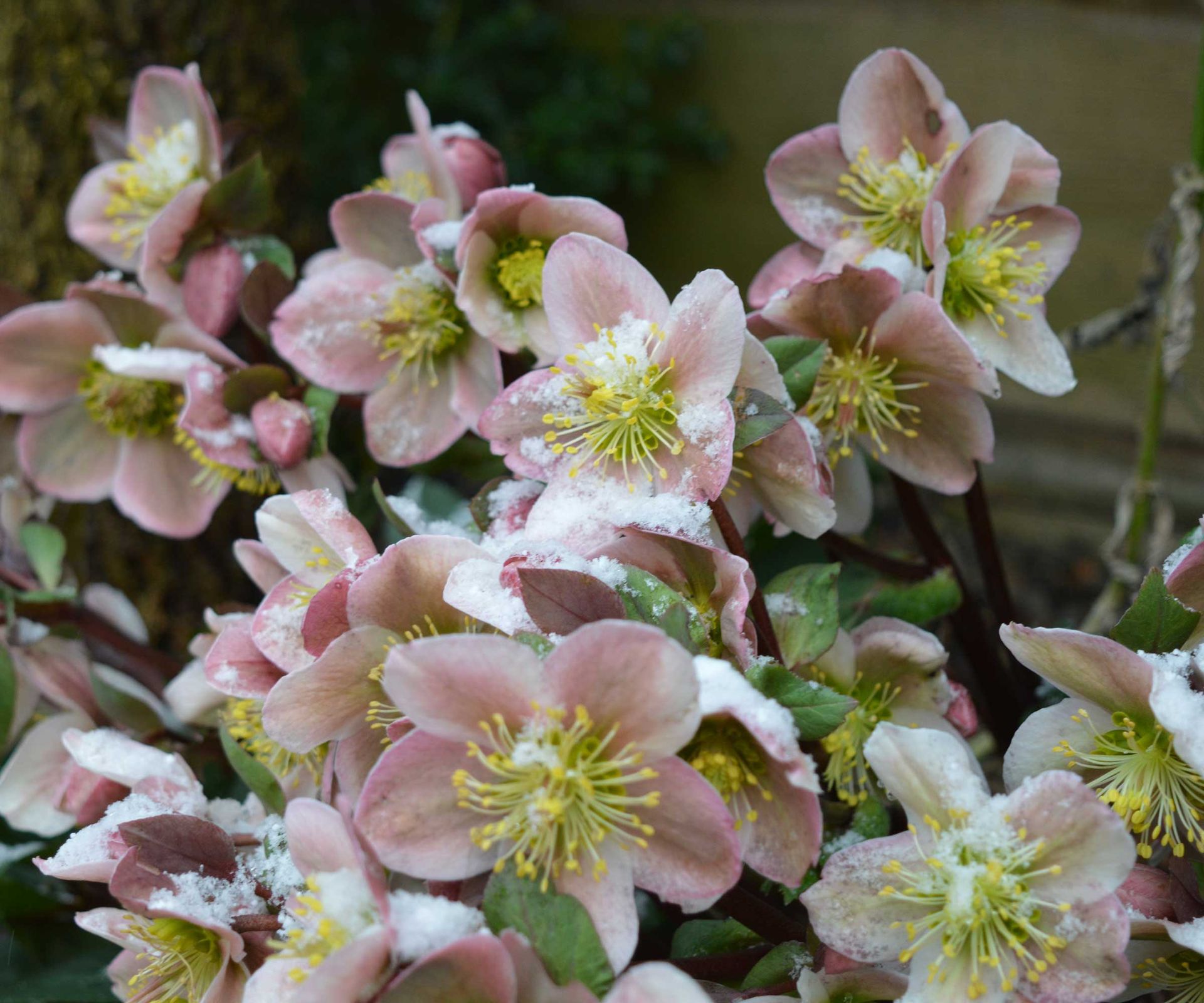 Best plants for early spring pollinators: expert advice | Homes and Gardens