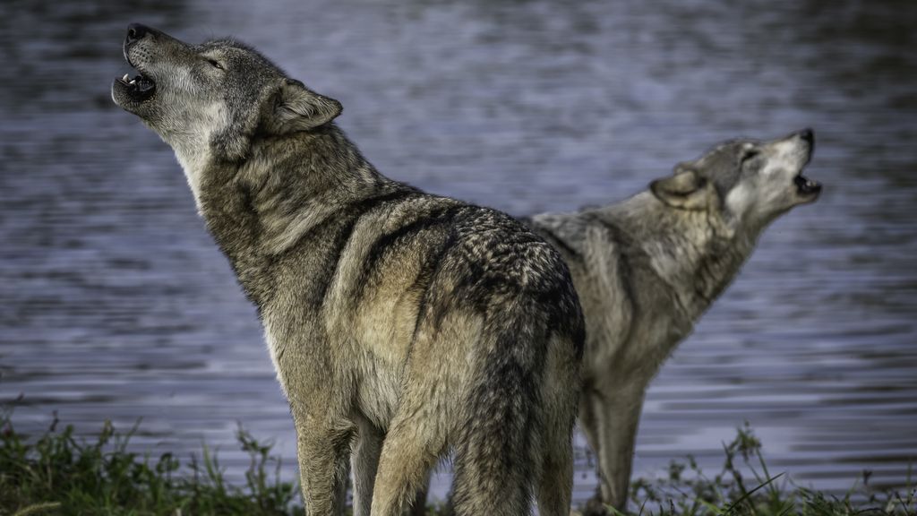 What to do if you encounter a wolf | Advnture