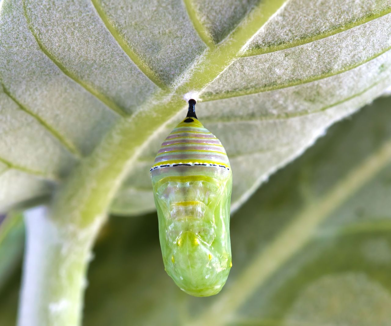 Found A Chrysalis In An Odd Place? How To Move A Chrysalis | Gardening ...