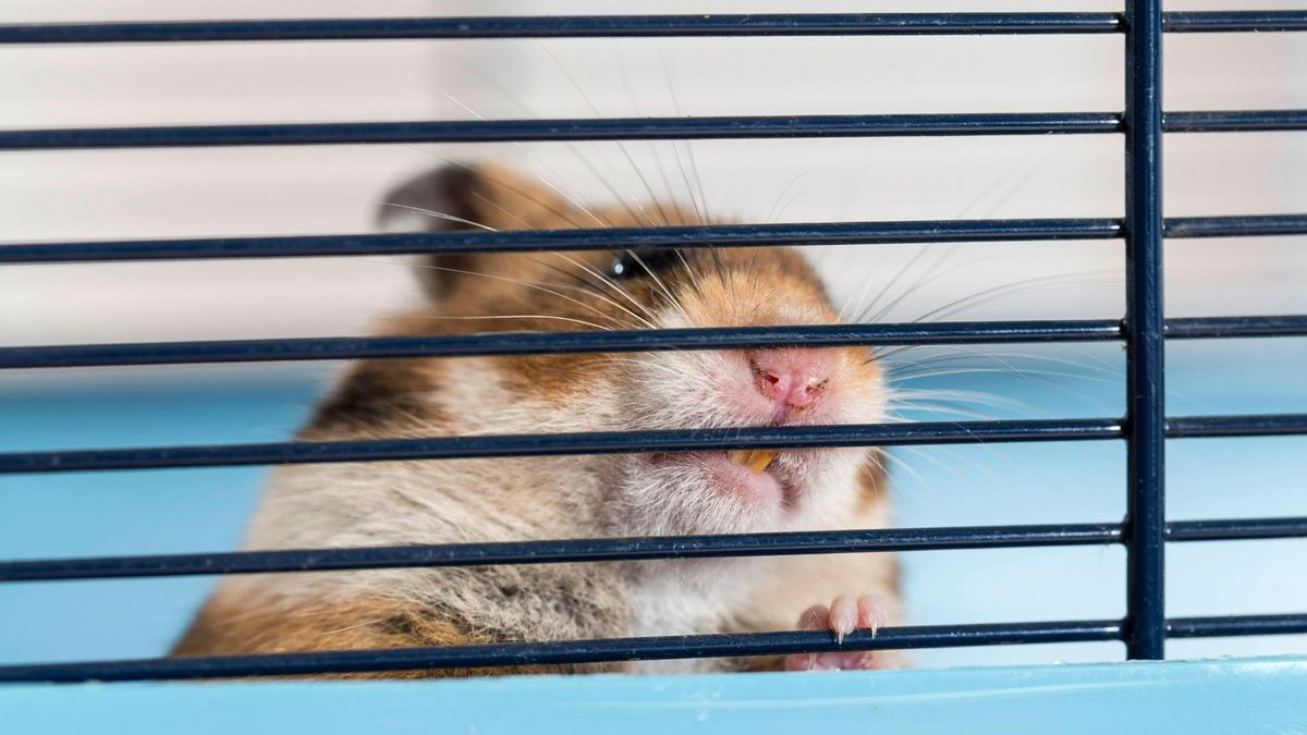 Why hamsters bite their cage and vet advice to help them | PetsRadar