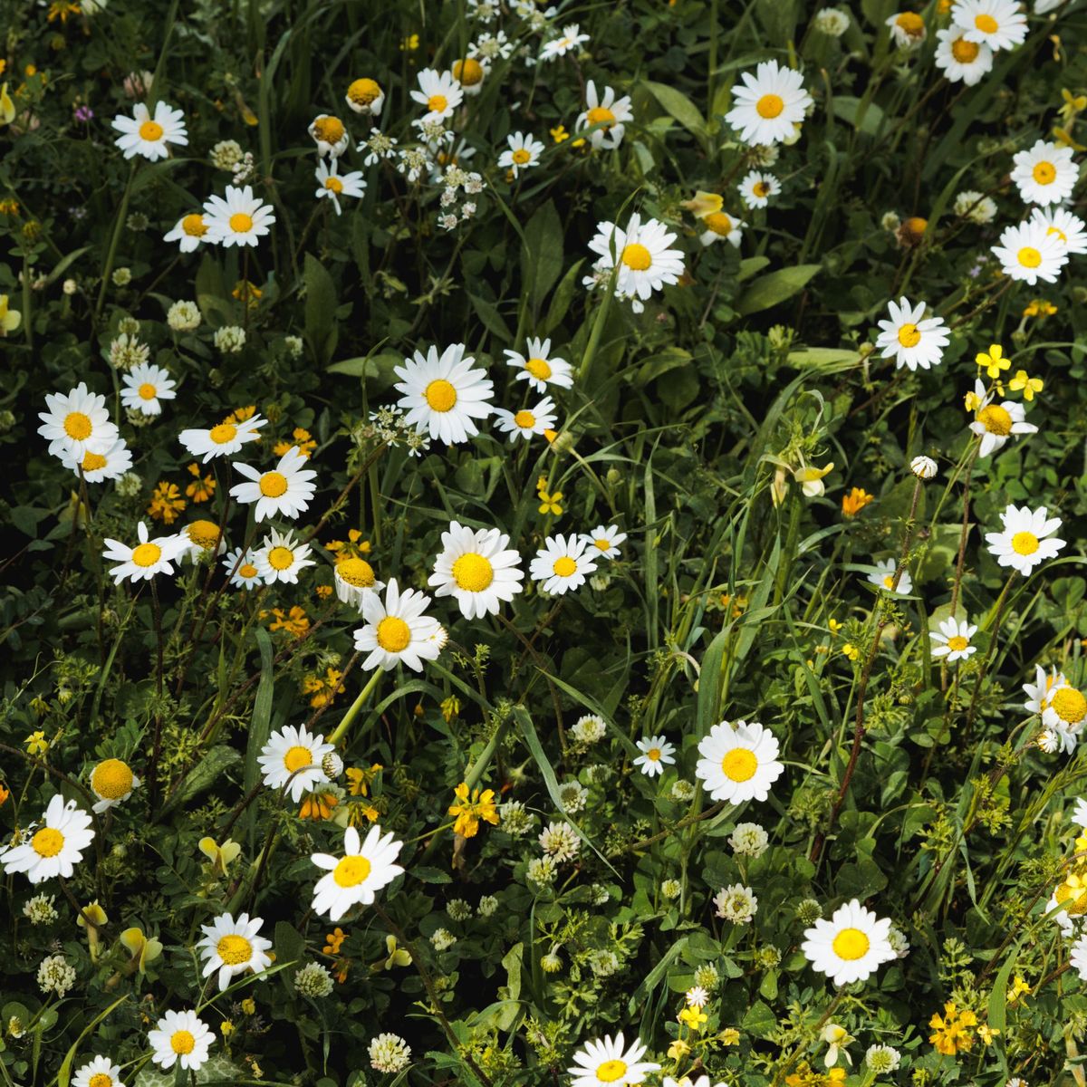 How to grow a chamomile lawn for a pretty grass alternative | Ideal Home