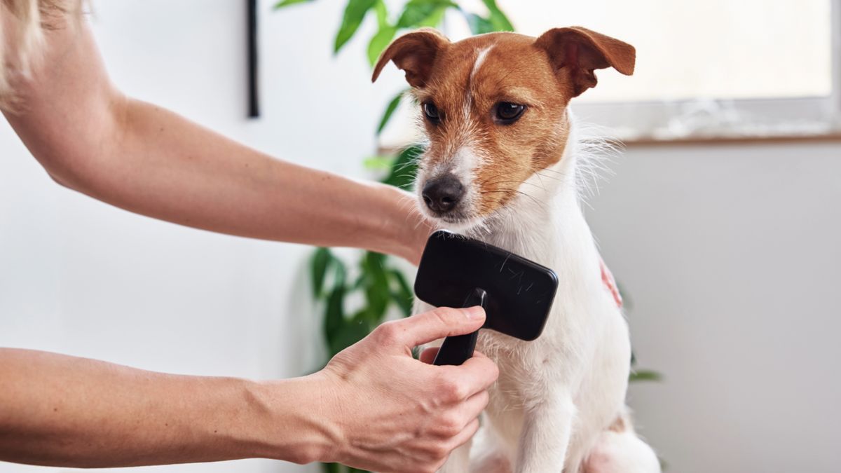 How to remove dog hair from your washing machine | PetsRadar
