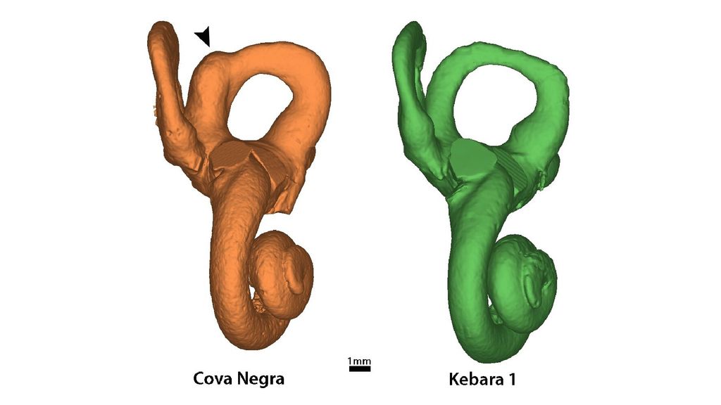 Neanderthals cared for 6-year-old with Down syndrome, fossil find ...