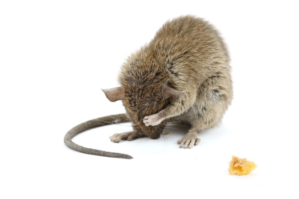 9 Disgusting Things That the FDA Allows in Your Food | Live Science