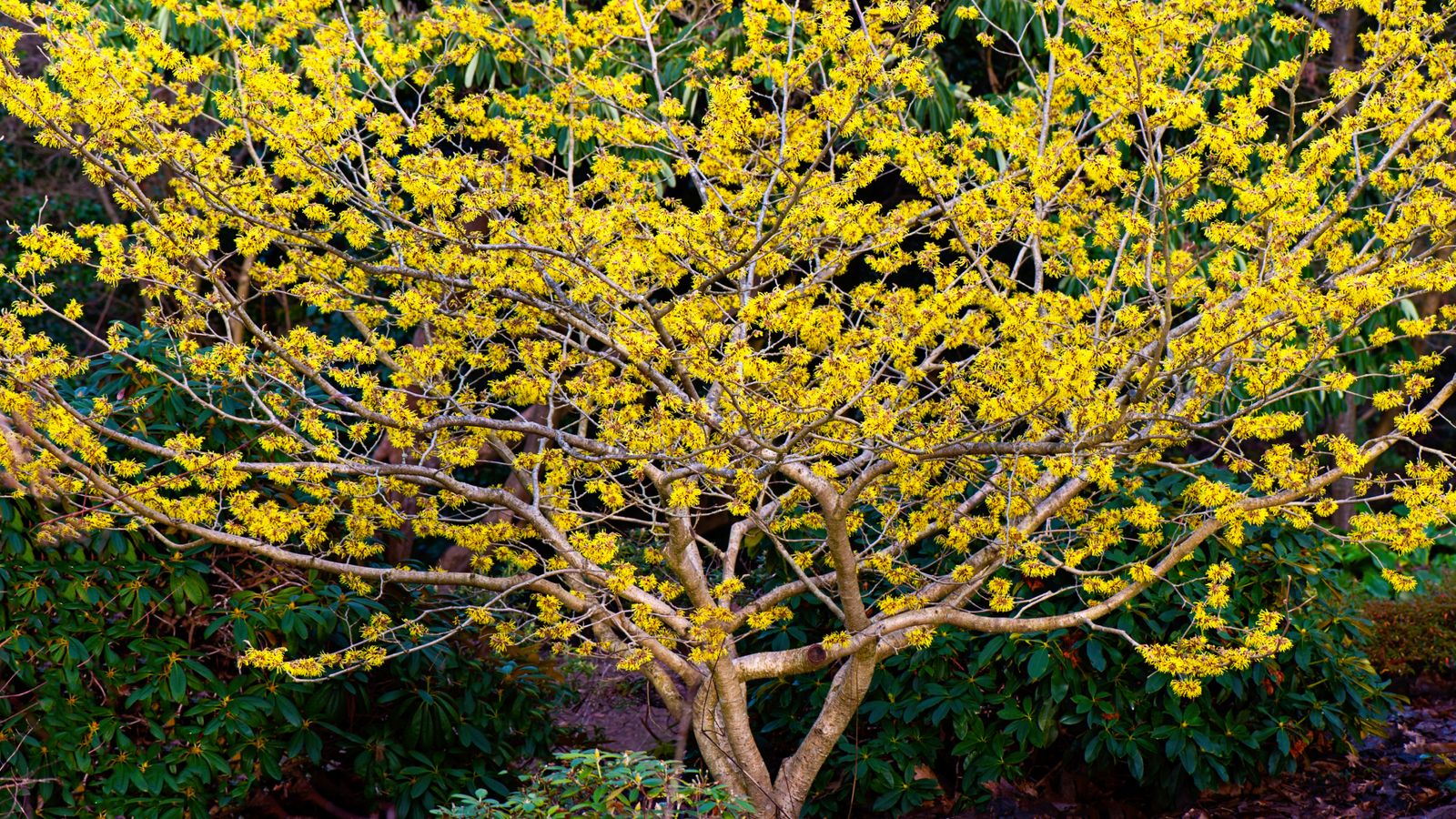 11 Exceptional Winter Trees, According to a Tree Expert | Gardening ...