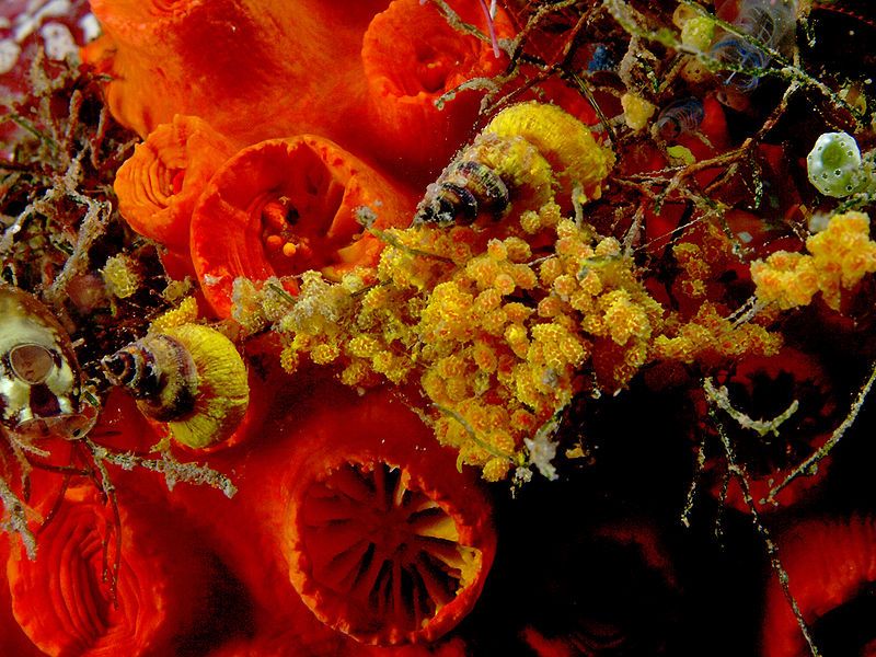 Amazing Mollusks: Images of Strange & Slimy Snails | Live Science