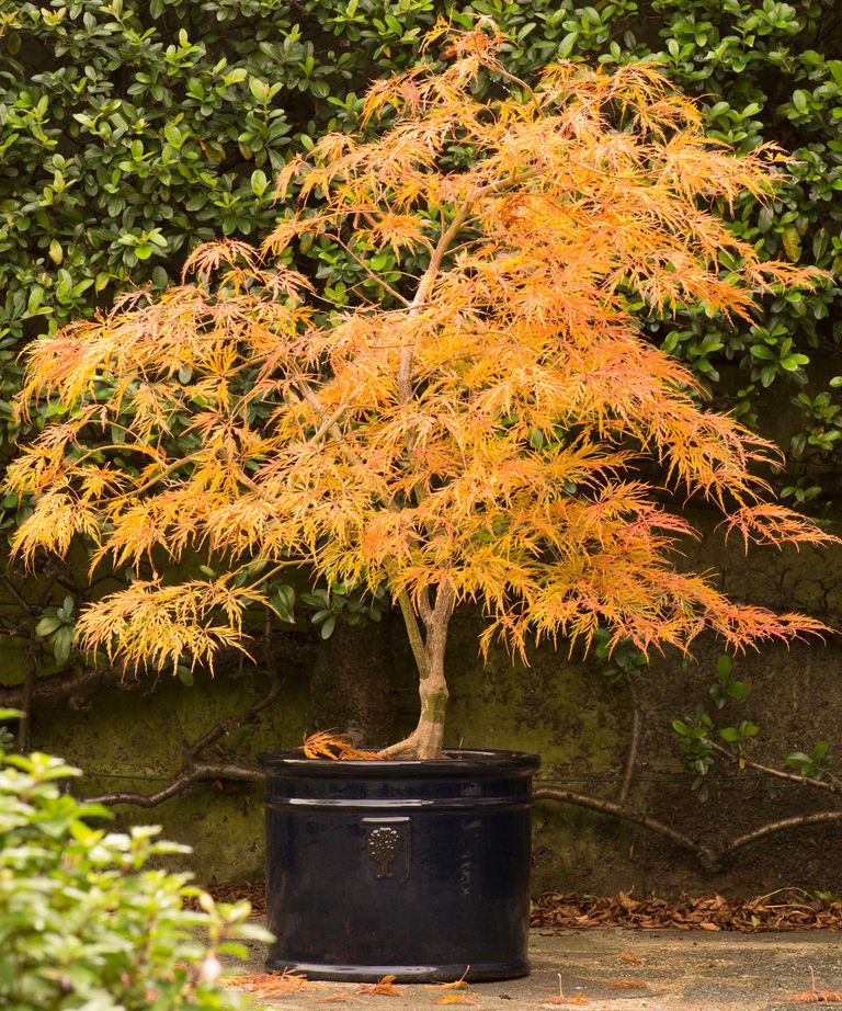 Japanese maple trees care and growing guide | Homes and Gardens