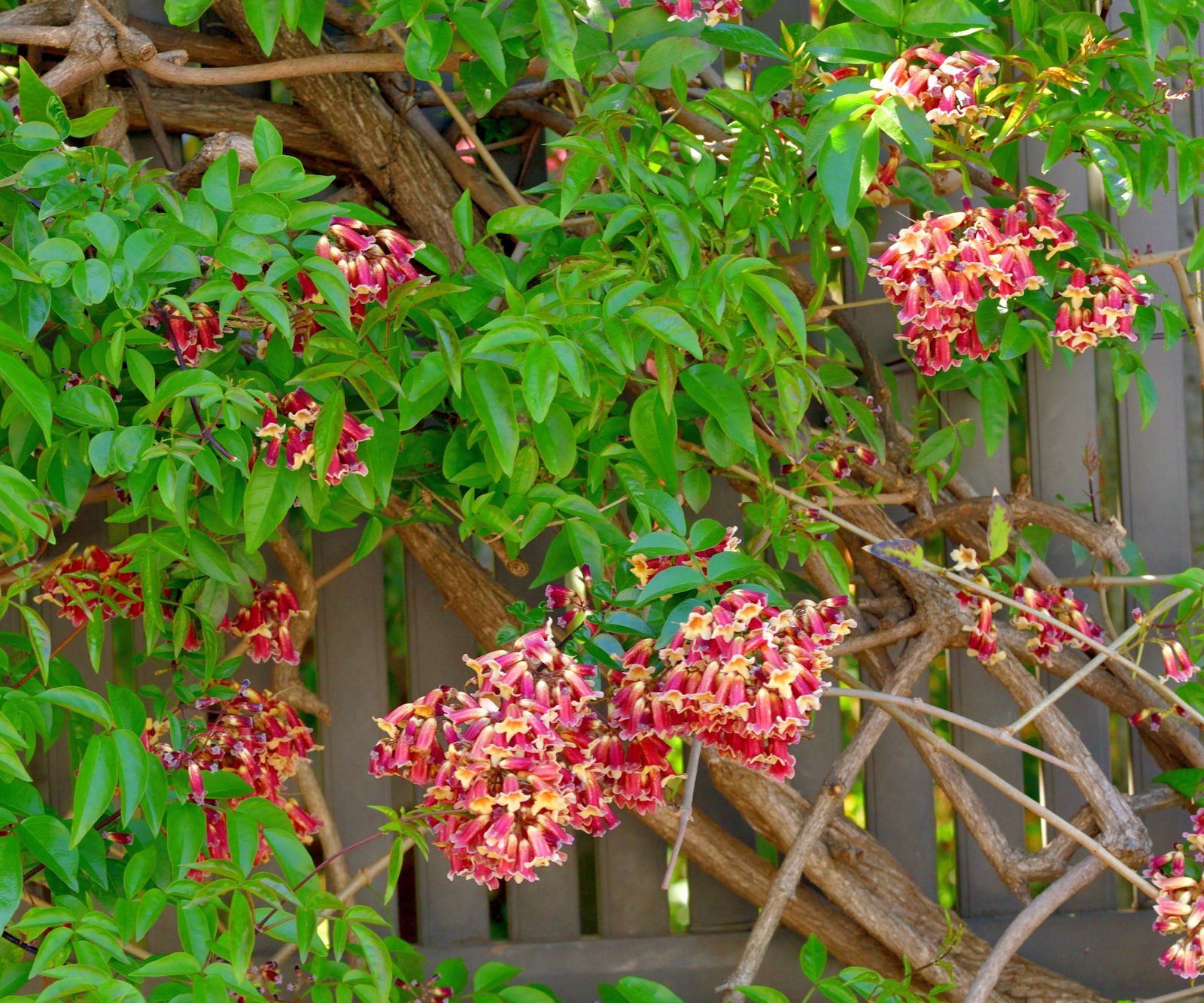Best climbers to attract hummingbirds: 5 nectar-rich vines | Homes and ...