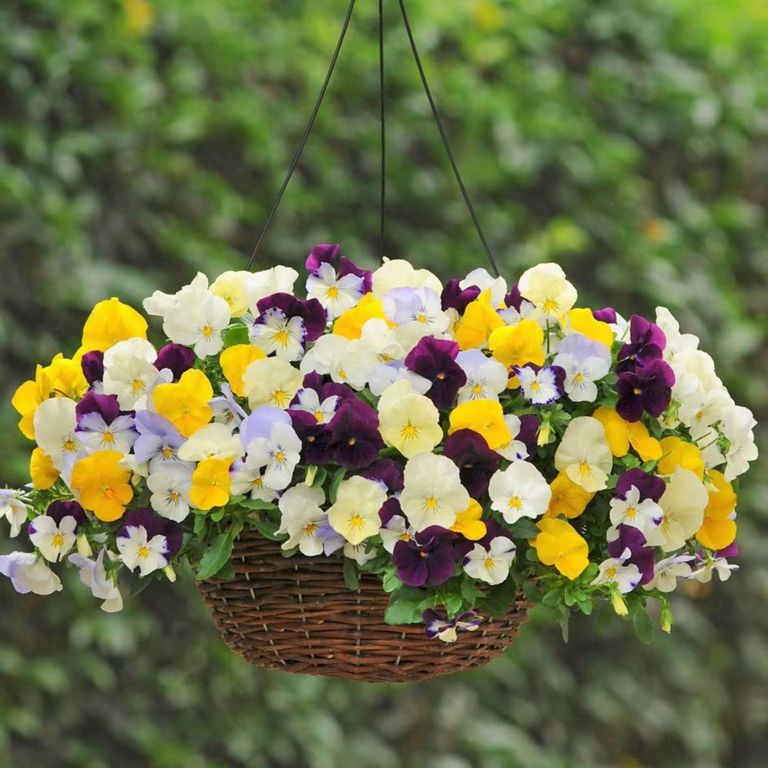 Best plant arrangements for autumn hanging baskets | Woman & Home