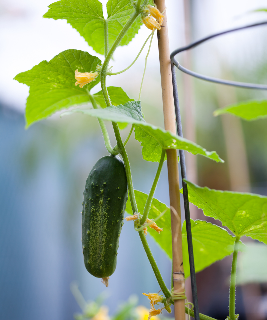 Expert tips to grow cucumbers indoors successfully | Homes and Gardens