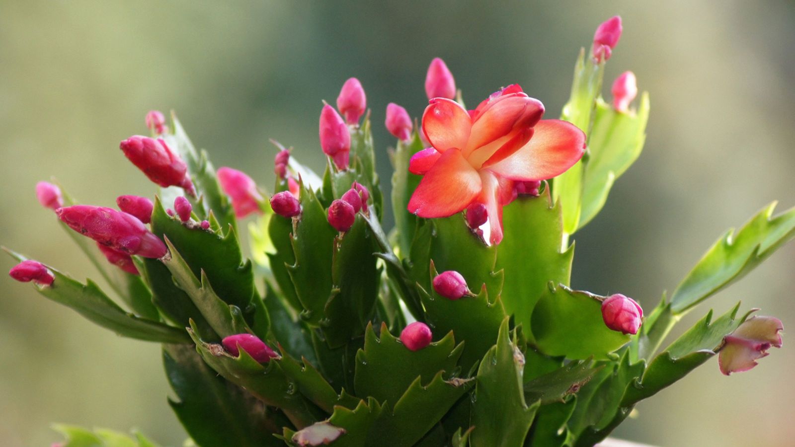 How to get Christmas cactus to bloom throughout winter | Ideal Home