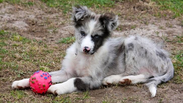 Merle dog breeds with dappled coats | PetsRadar