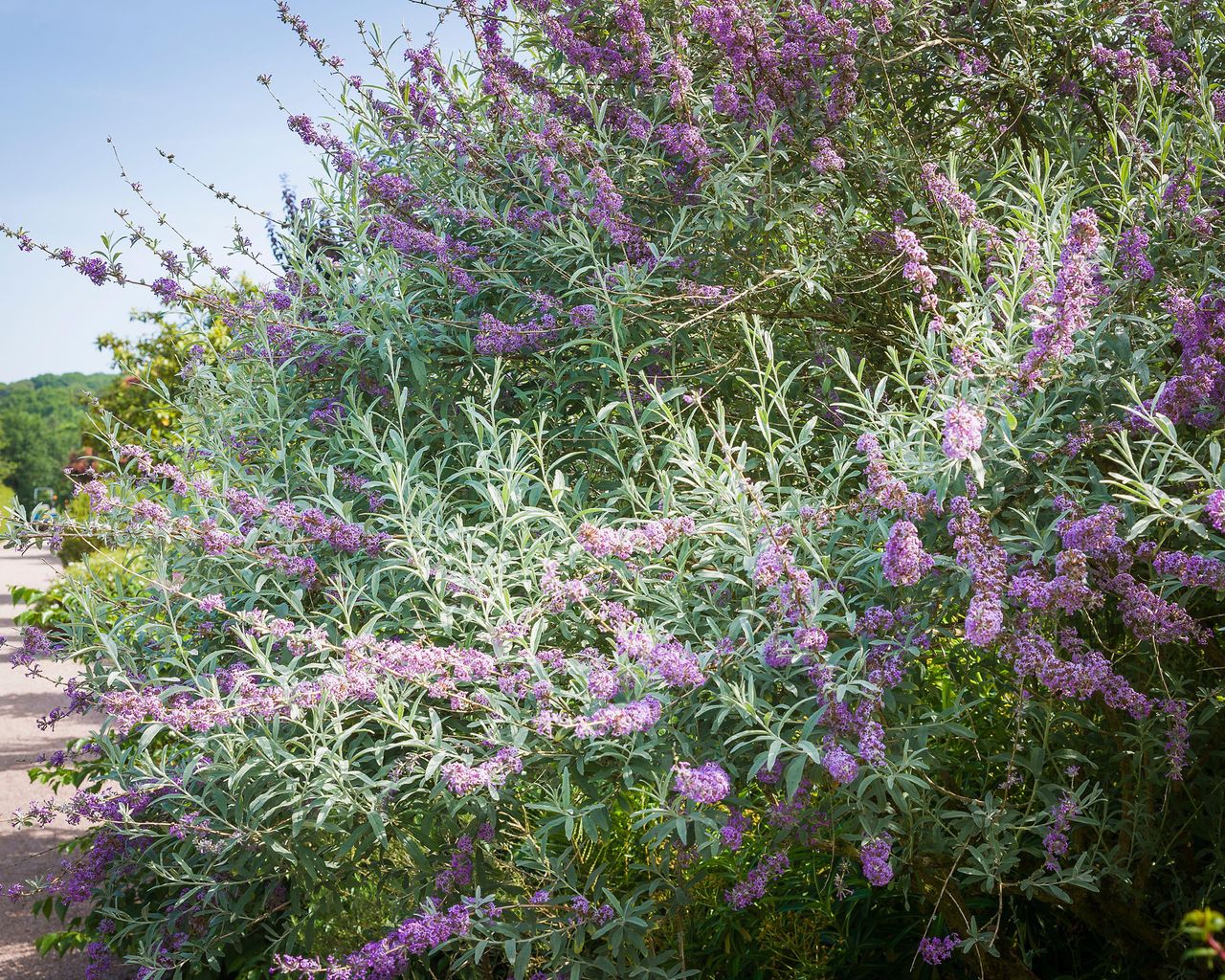 Butterfly bush care and growing: expert tips on buddleja | Gardeningetc