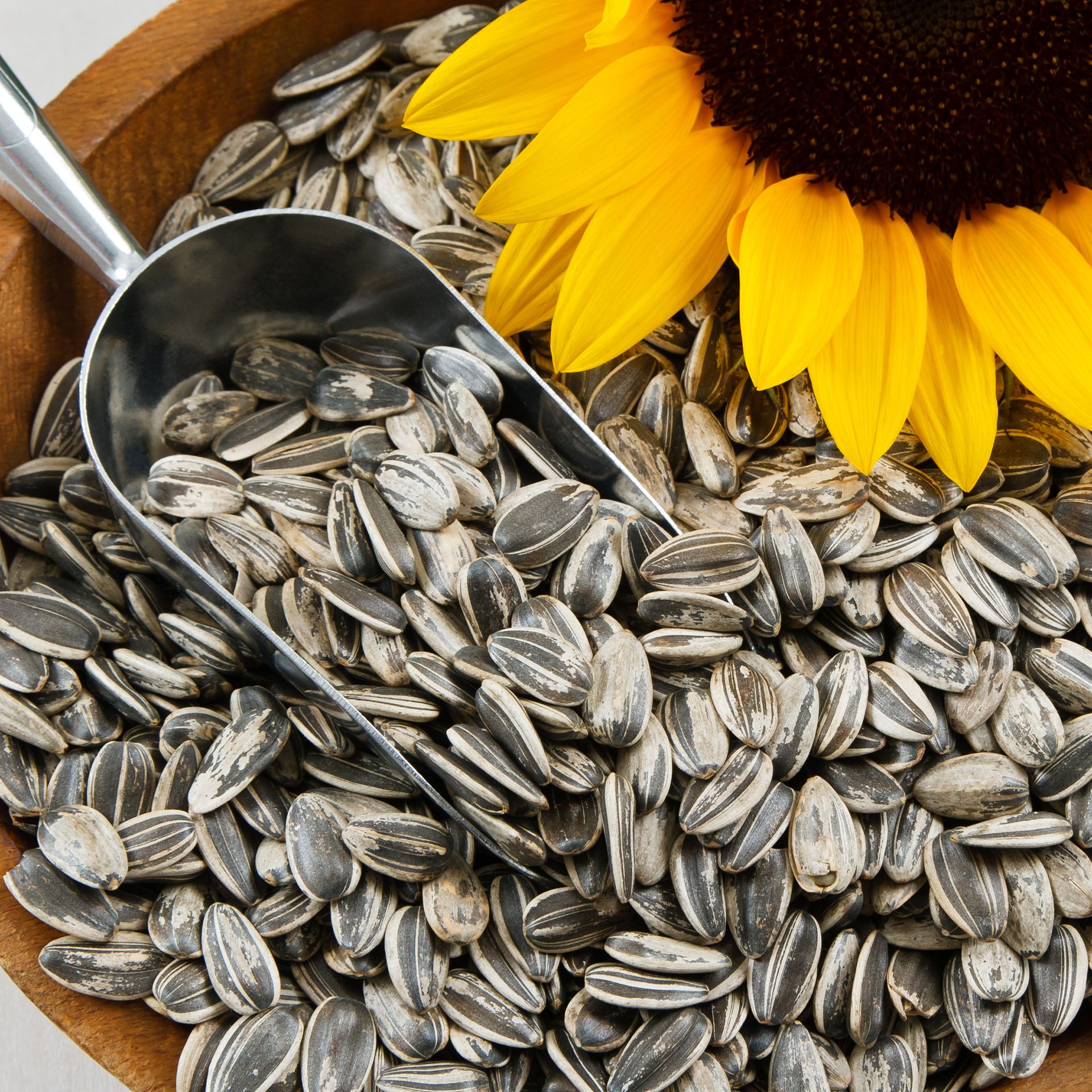 How to harvest sunflower seeds for planting | Ideal Home