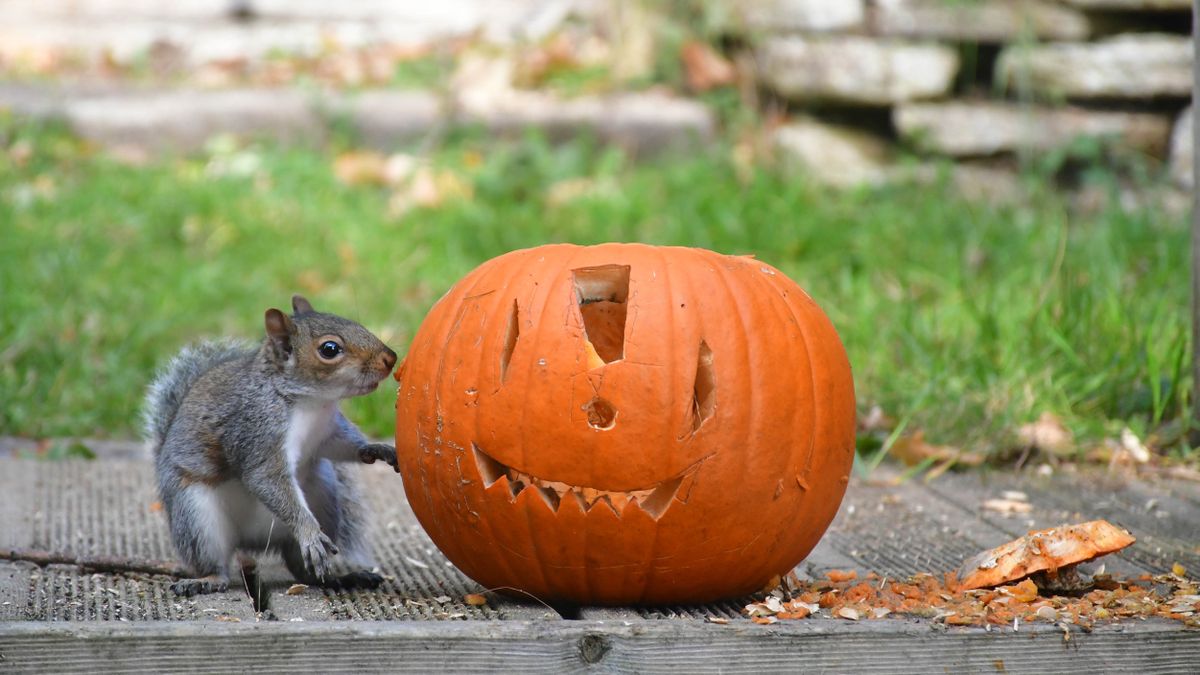 3 pests that your Halloween pumpkins can attract to your home | Tom's Guide