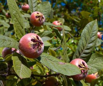 How to grow medlar trees: expert heritage fruit tree advice | Homes and ...