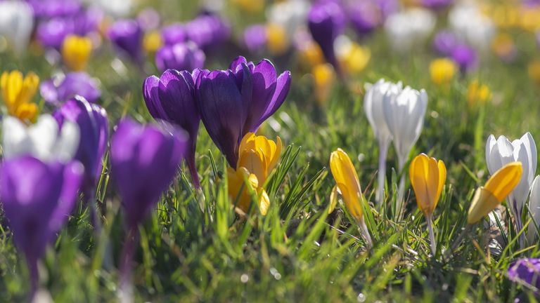 Best bulbs for naturalizing in a lawn: 11 easy to grow blooms for a ...