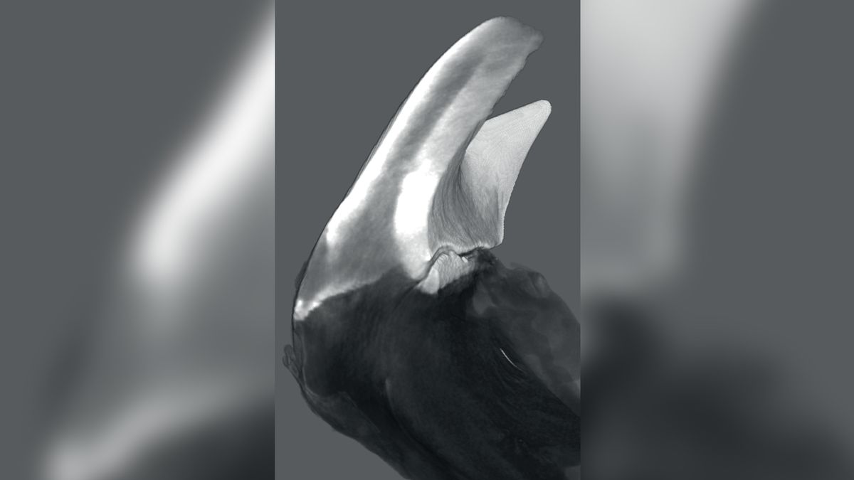 'Wandering meatloaf' creature has teeth of iron | Live Science
