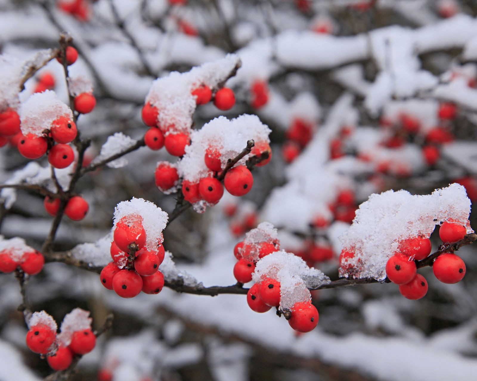 10 Stunning Plants For Winter Color – Experts Reveal The Best Varieties ...