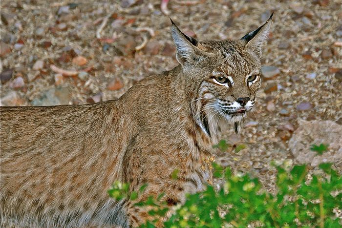 In Photos: Urban Bobcats Stroll through the American Southwest | Live ...