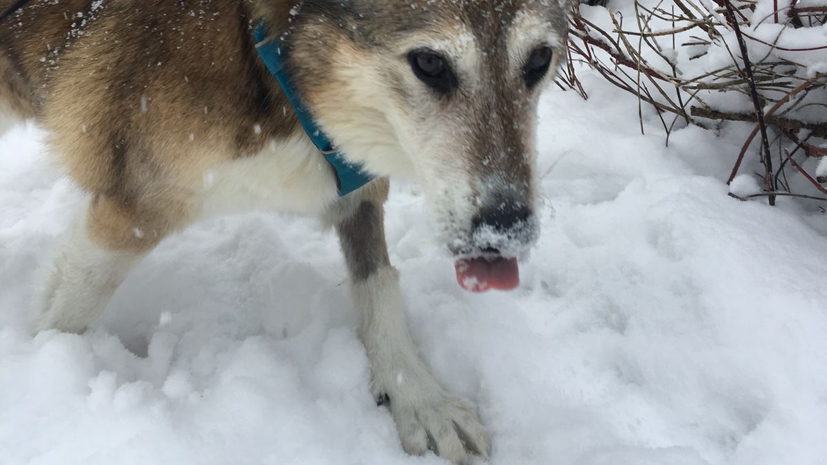 How to protect your dog’s paws on winter hikes | Advnture