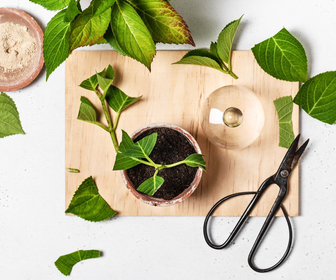 How To Propagate A Hydrangea From Cuttings | Gardening Know How