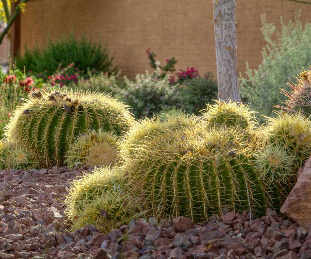 Desert landscaping ideas: 12 design and plant tips to try | Homes and ...