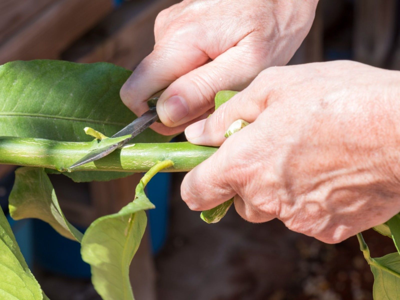 What Is Inarching: Learn To Graft With Inarching Propagation ...