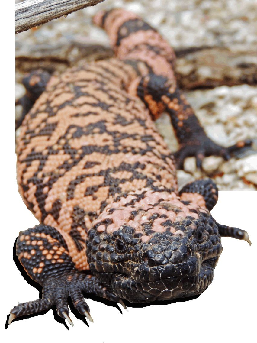 Photos: The Poisonous Creatures of the North American Deserts | Live ...