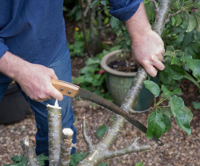 How to prune birch trees - expert tips for safe trimming | Homes and ...