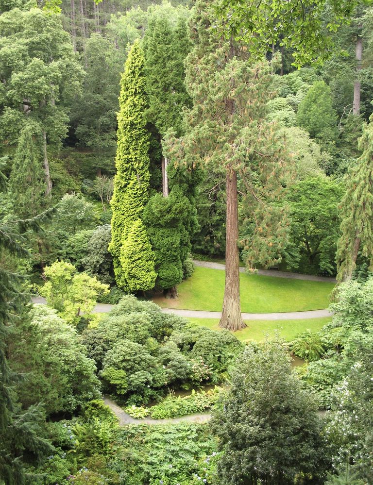 Evergreen Tree Types: Popular Evergreen Trees For Landscaping ...