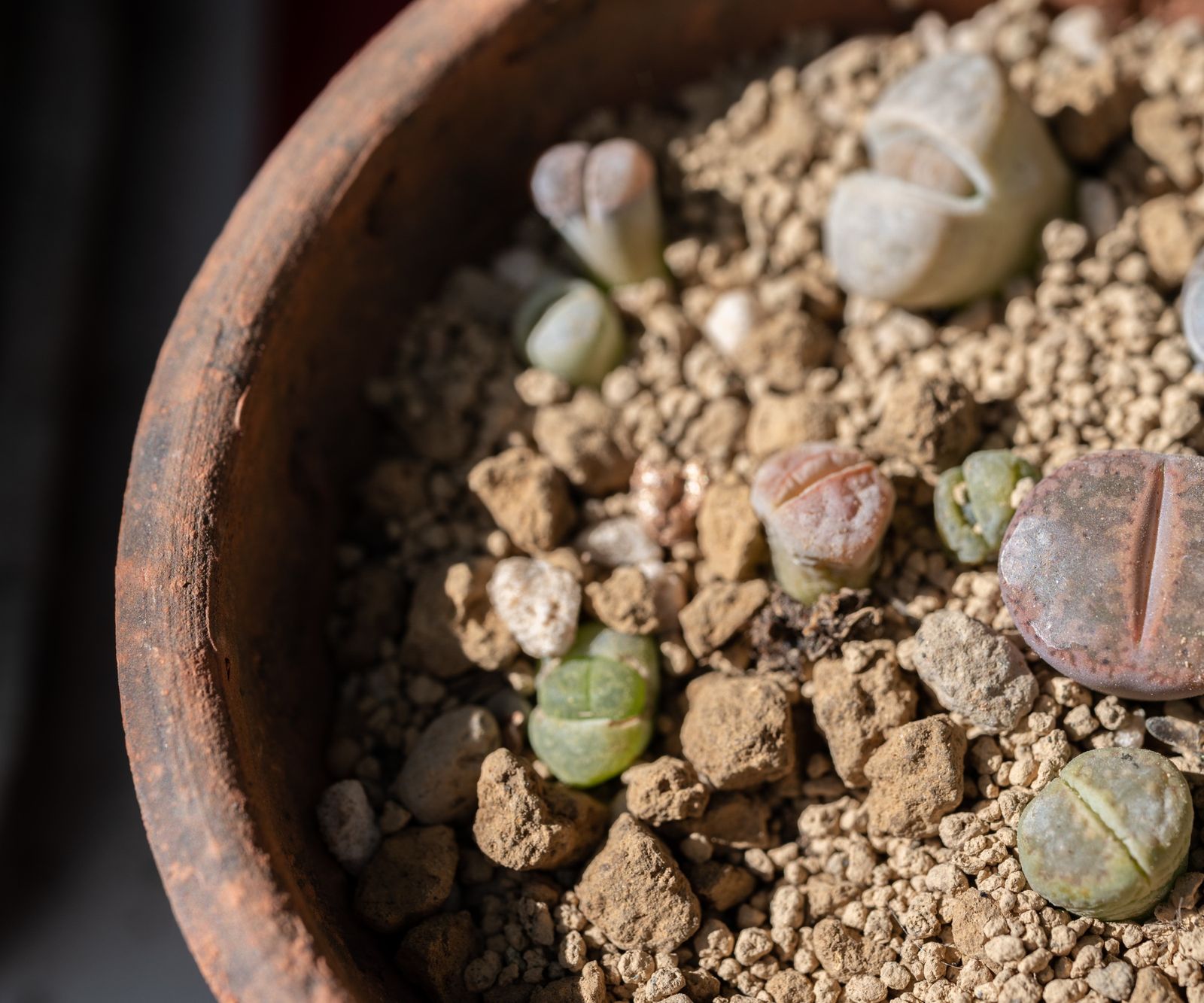 How to grow lithops: the living stone succulent | Homes and Gardens