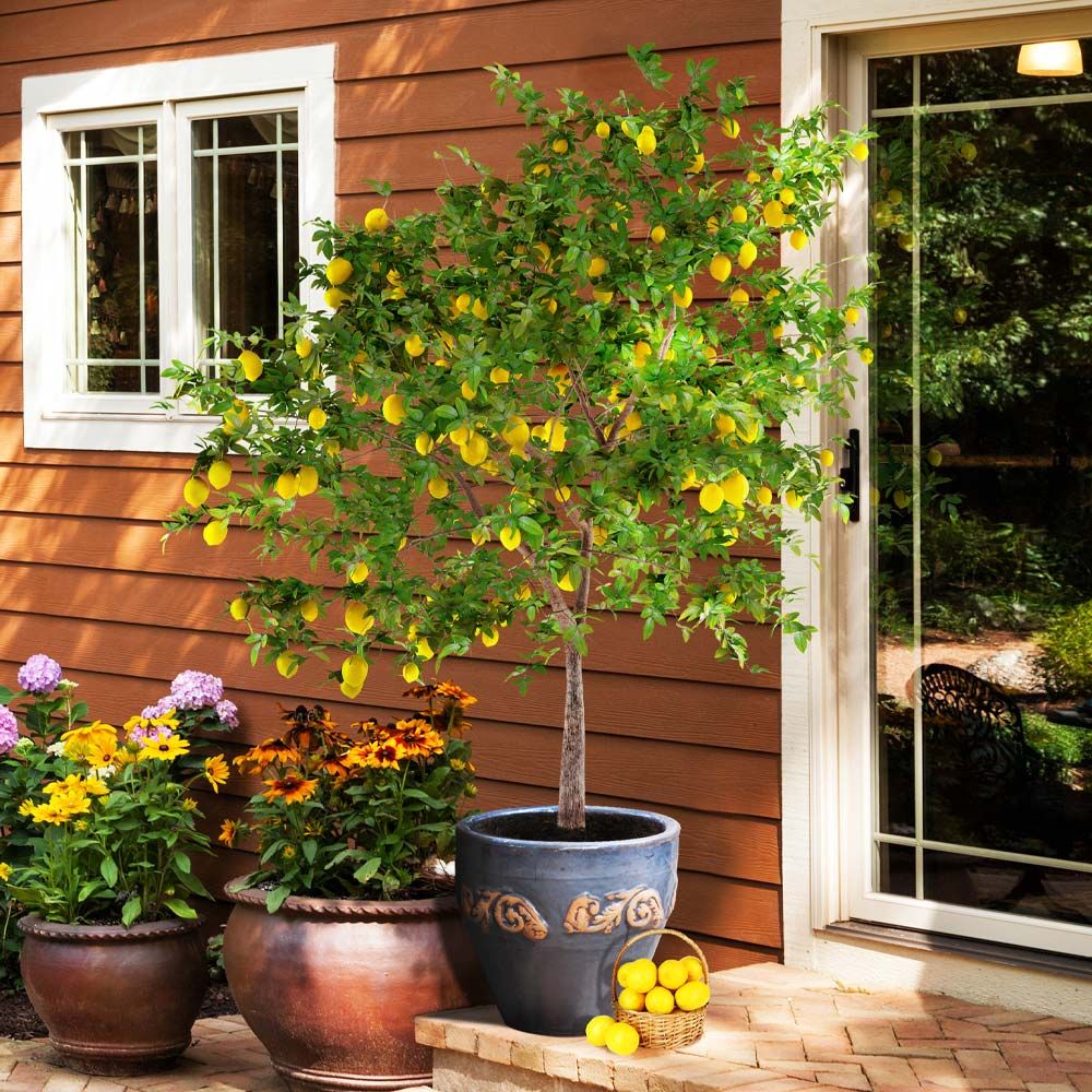 11 of the Best "Dwarf Trees" — Perfect for Small Backyards | Livingetc
