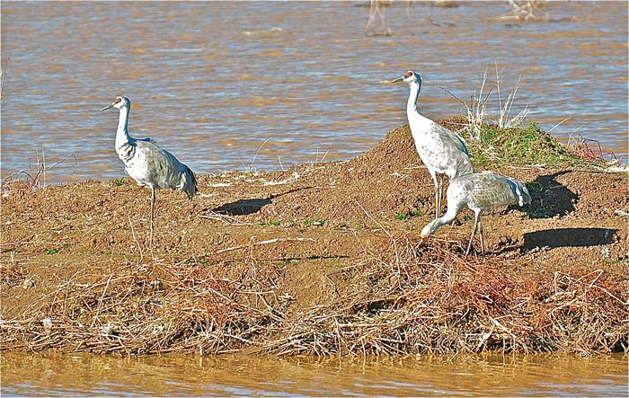 Amazing Migration: Photos of Sandhill Cranes | Live Science