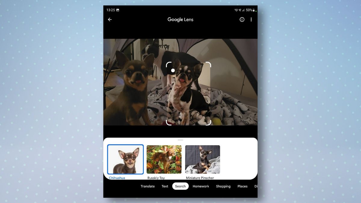 Your phone can instantly identify any dog or cat — here's how | Tom's Guide