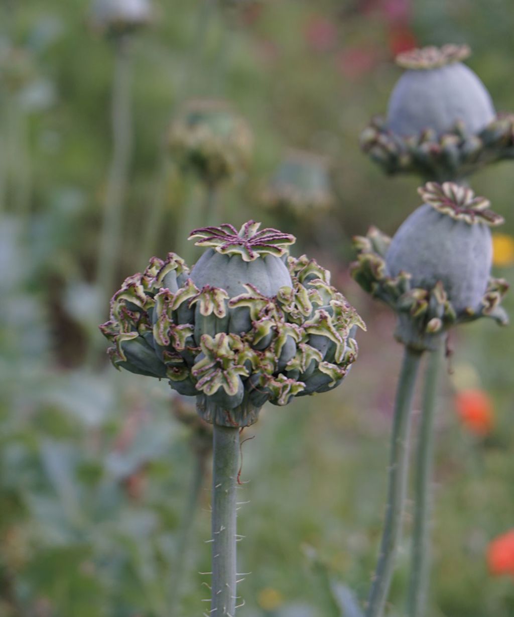 Type of poppies: 16 of the most beautiful annual varieties | Homes and ...