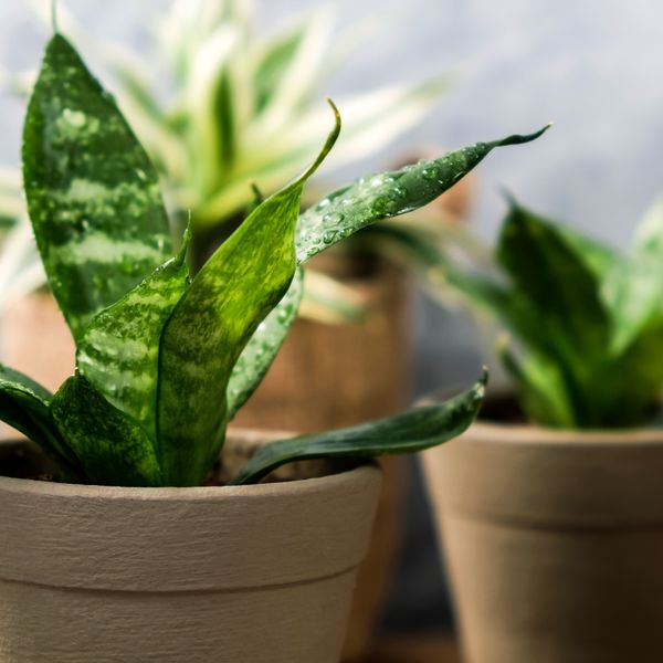Tips & Information about Houseplants | Gardening Know How