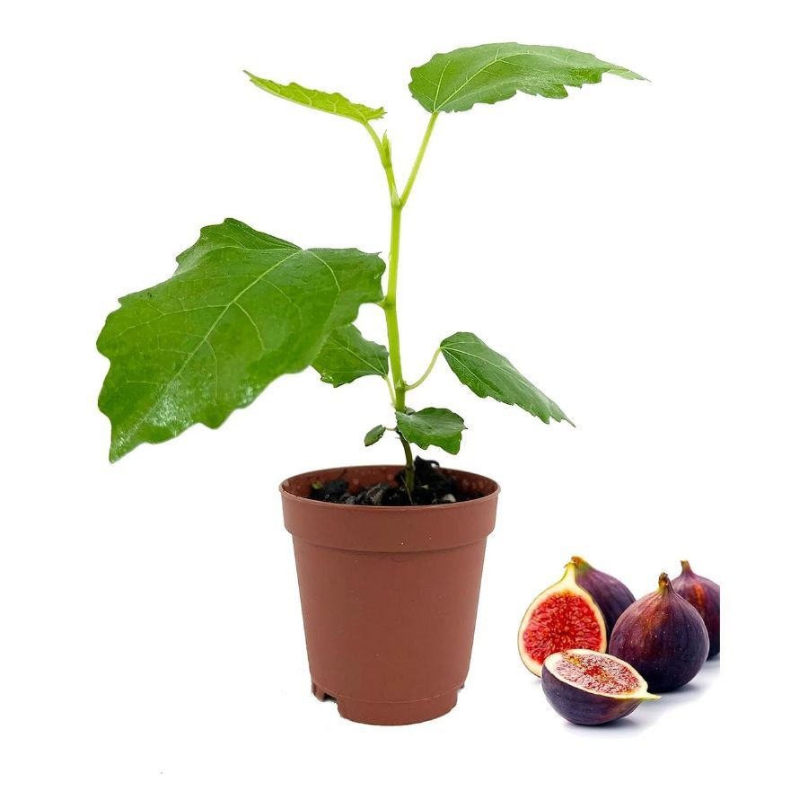 5 outdoor plants to bring indoors in November to 'overwinter' | Livingetc