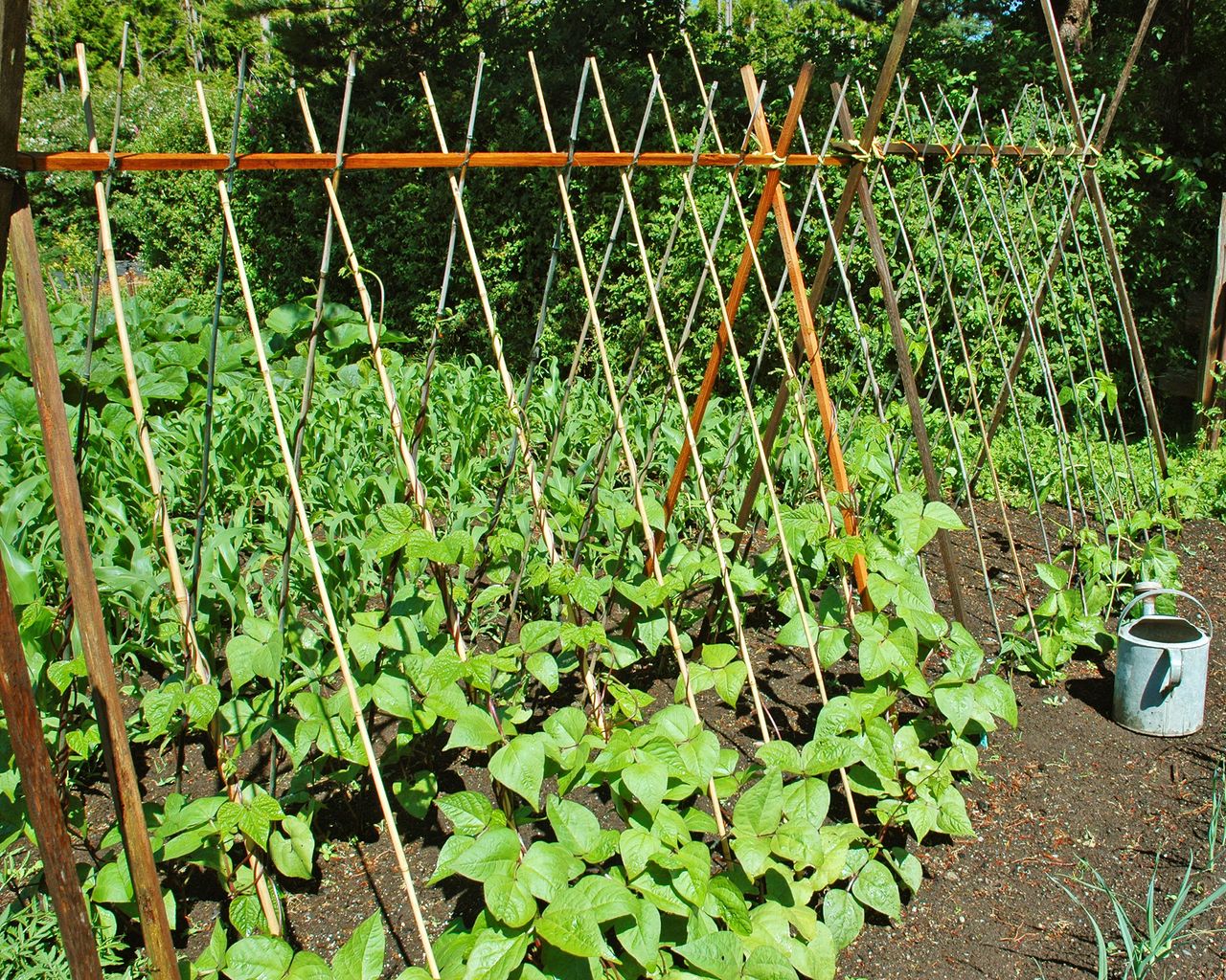 14 Vegetable Trellis Ideas To Maximize Your Garden Harvest | Gardening ...