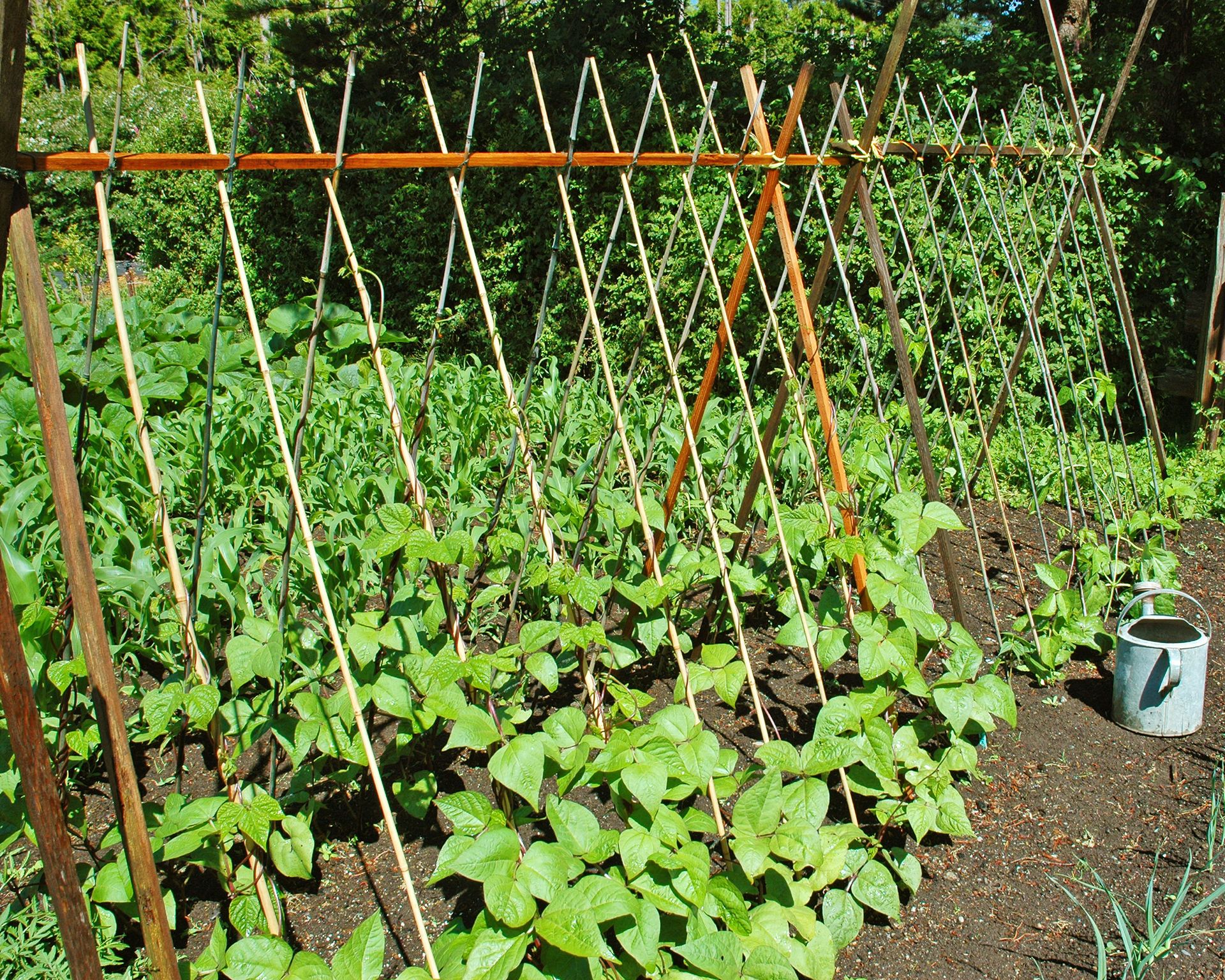 14 Vegetable Trellis Ideas To Maximize Your Garden Harvest | Gardening ...
