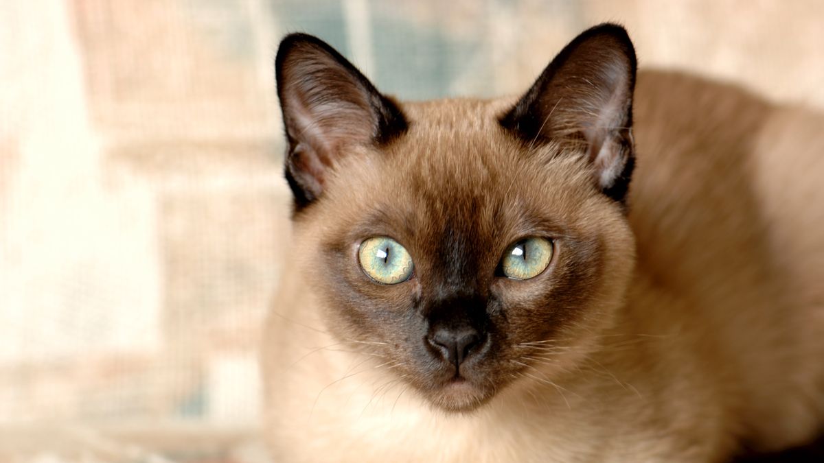 32 cat breeds for every zodiac sign | PetsRadar