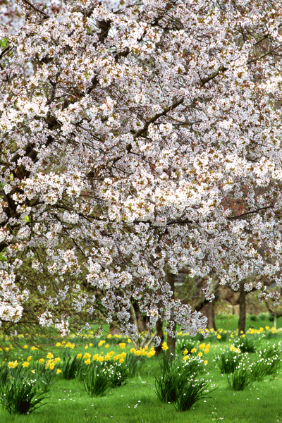 Beautiful pictures of Britain in springtime from Country Life's ...